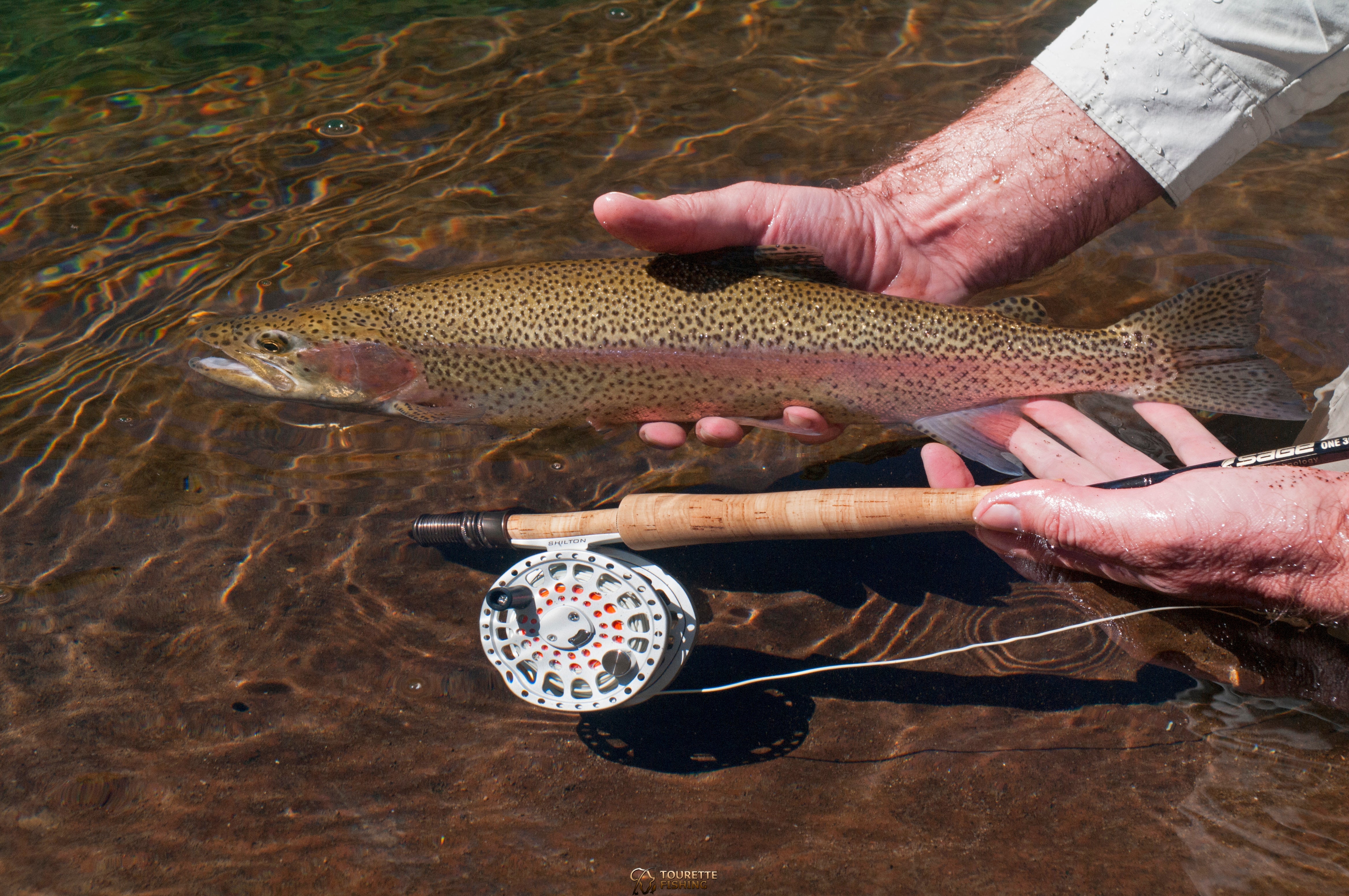 CL Series | Shilton Reels USA
